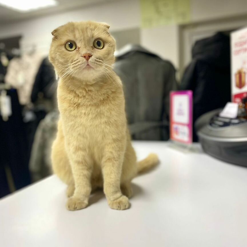 Кастрированный кот Бесплатно