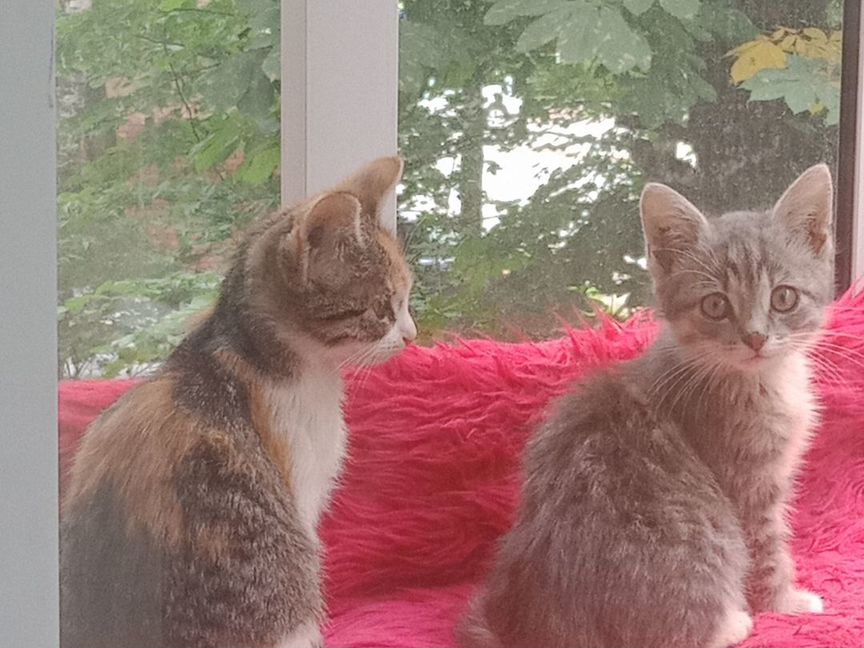 Котята в добрые руки бесплатно