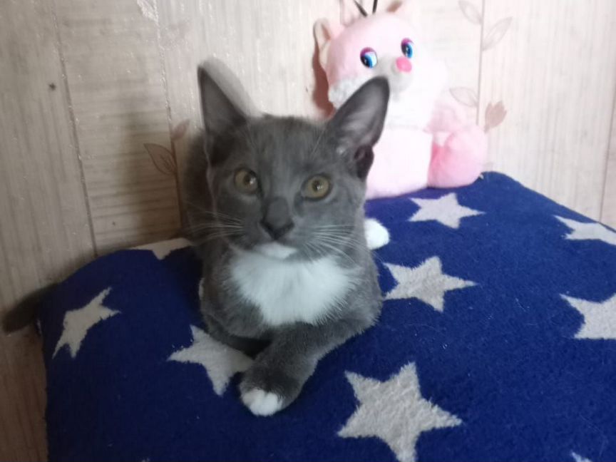 Котенок Тимка в хорошую семью бесплатно