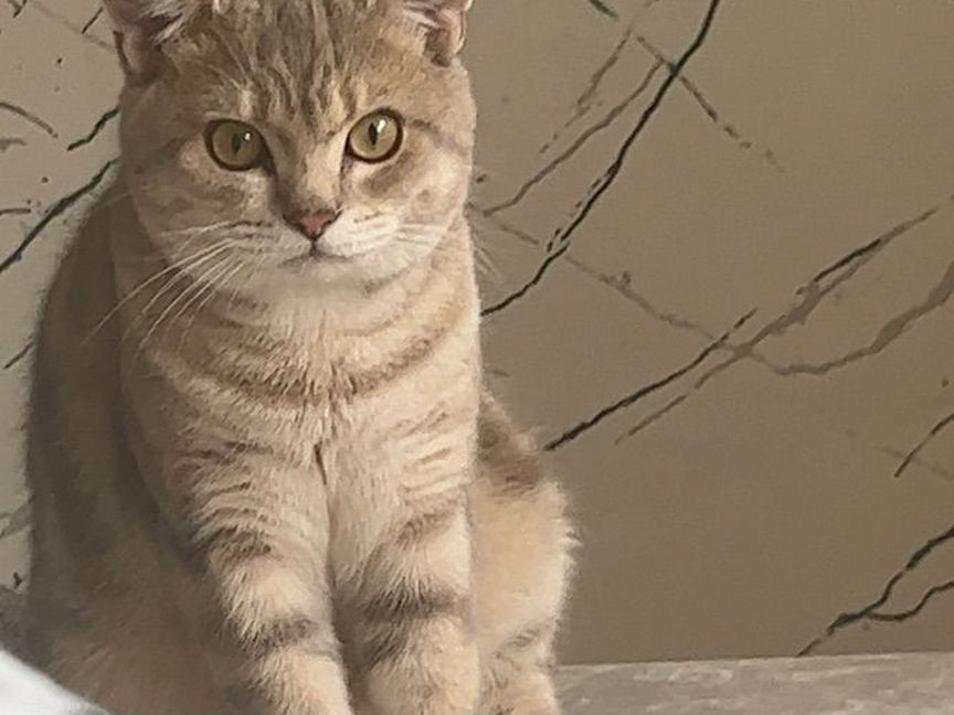 Британский кот вязка