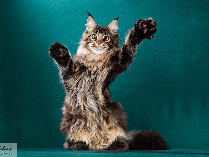 Мейн-кун полидакт