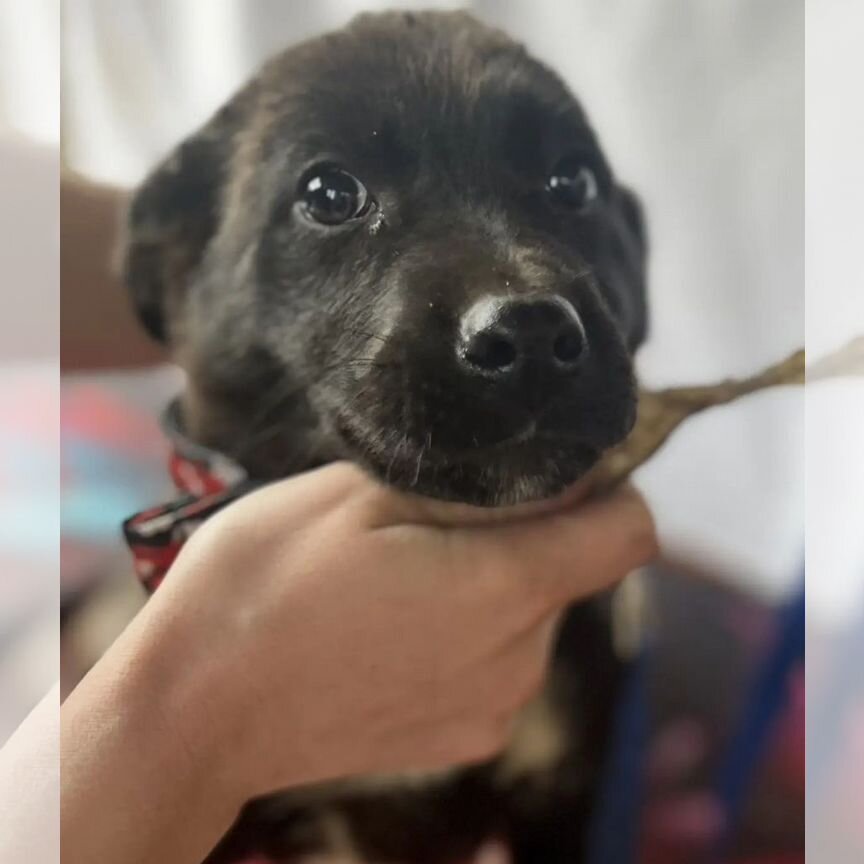 Щенок в добрые руки