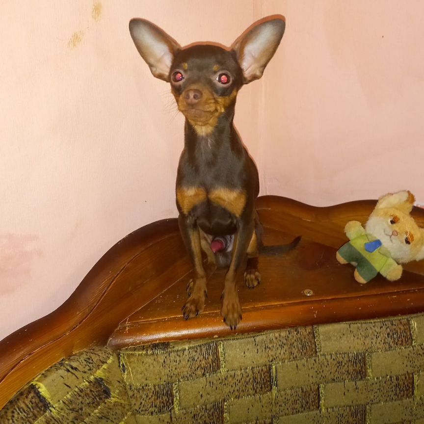 Русский той-терьер, вязка