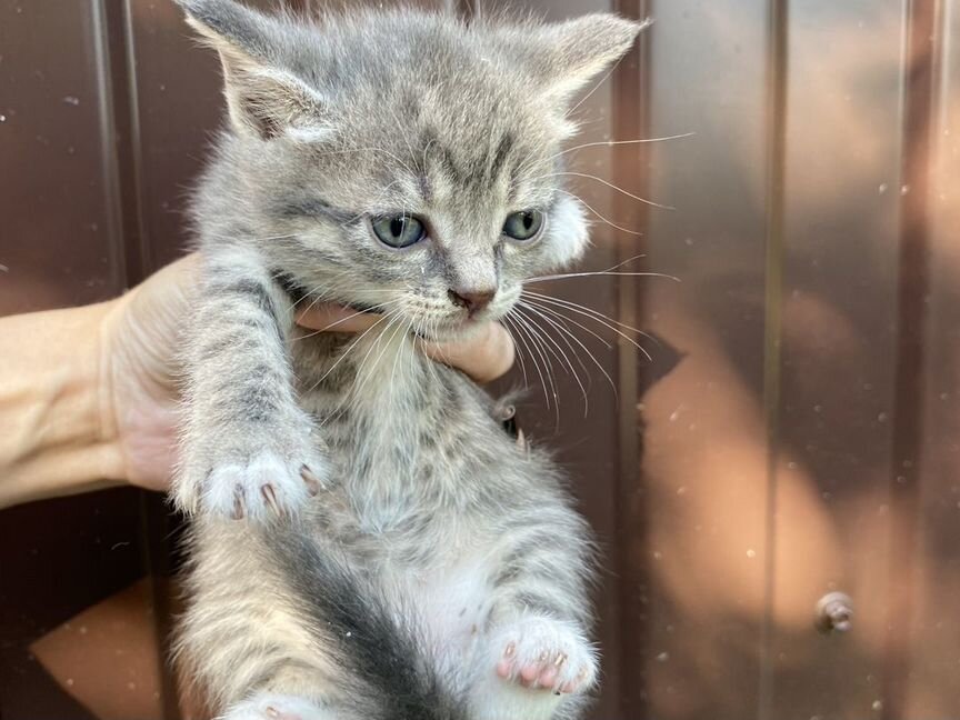 Отдам в добрые руки котенка