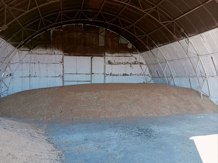 Пшеница фуражная