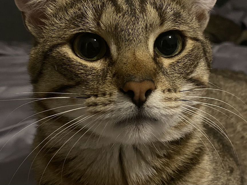 Ищем добрые руки для нежнейшего мальчика Кая