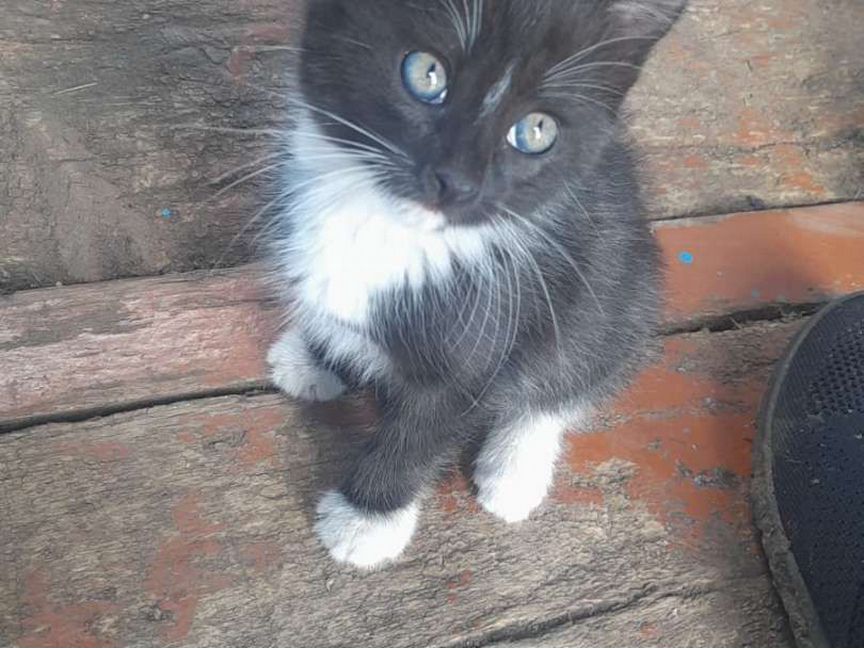 Котята