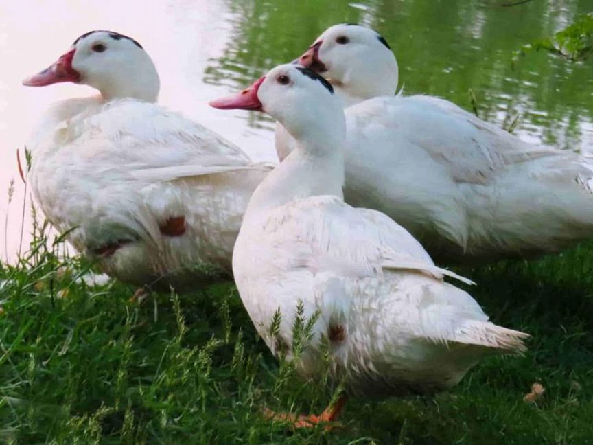 Мясо утки мулард