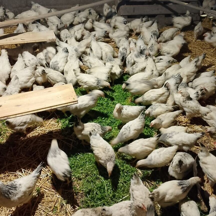 Цыплята двухмесячные петушки