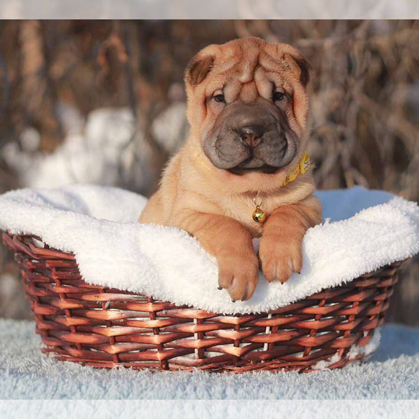 Шарпей, щенок