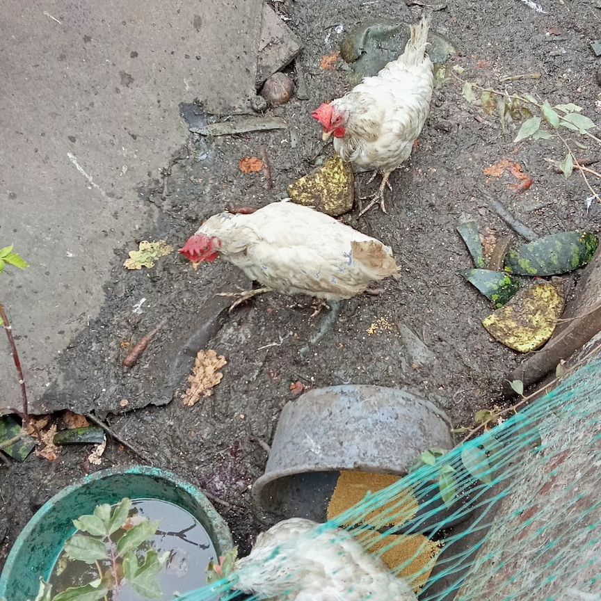 Куры молодки