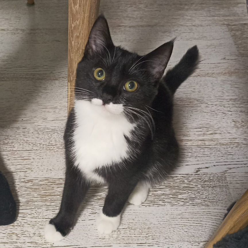 Котенку нужна семья с кошками