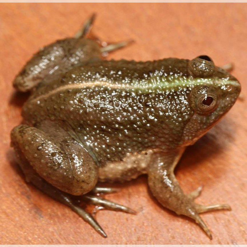 Лягушка лима индонезийская - Occidozyga lima