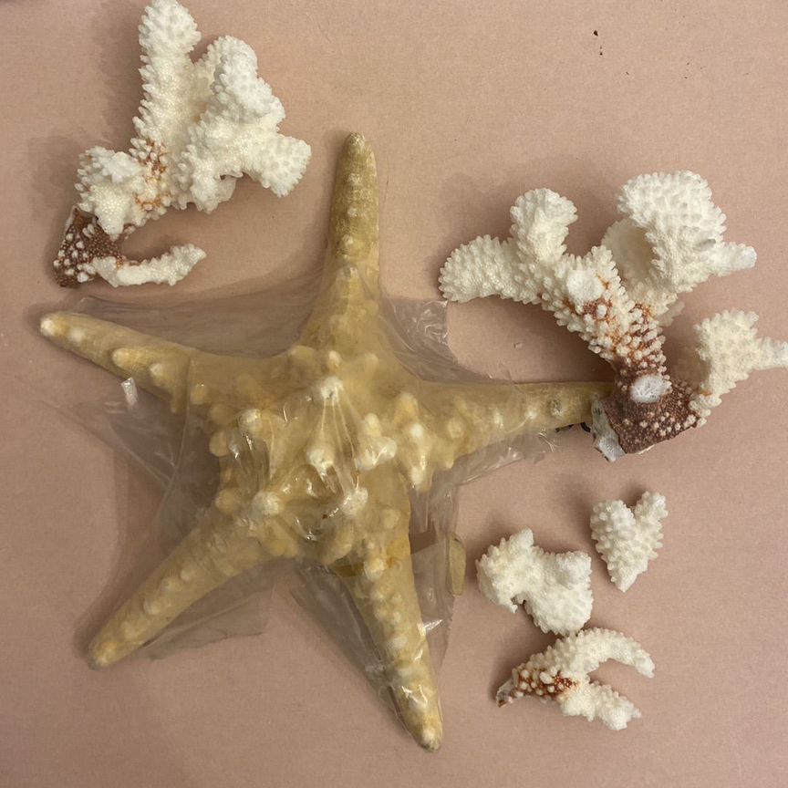 Морская звезда, коралл, насос для аквариума