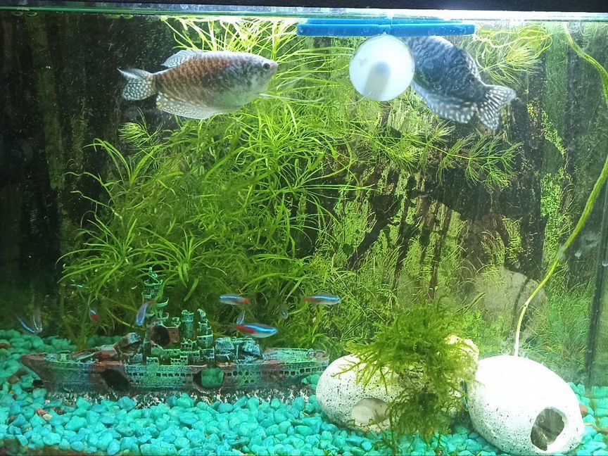 Аквариум с рыбками