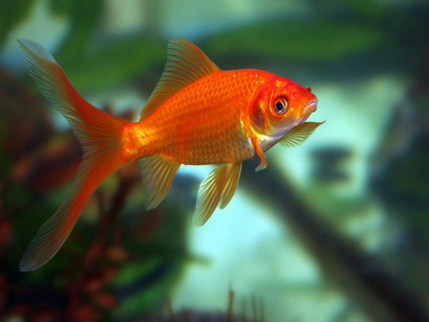 Золотая рыбка комета