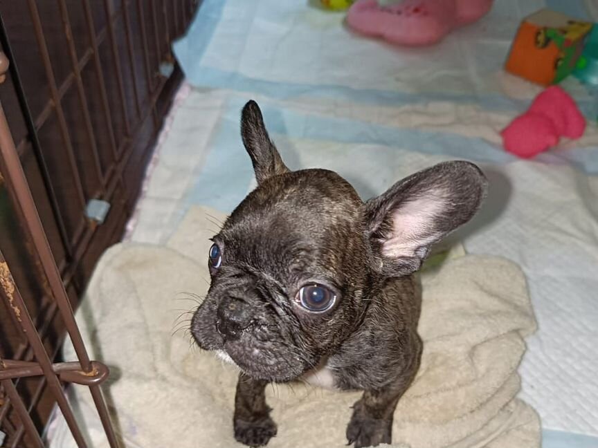 Французский бульдог