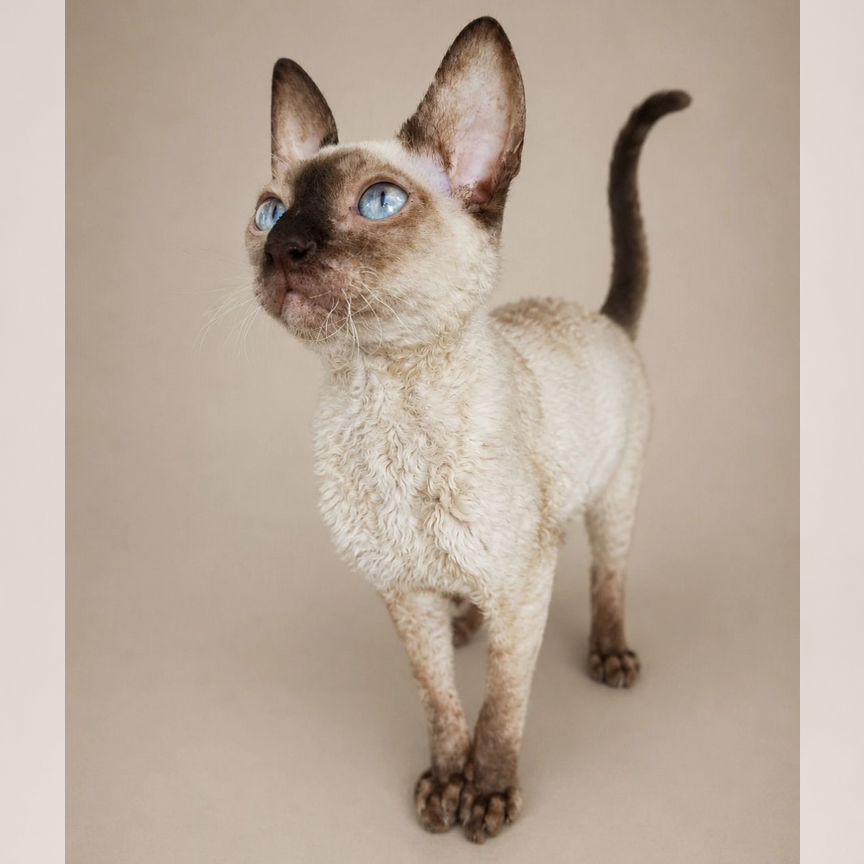 Корниш-рекс котёнок