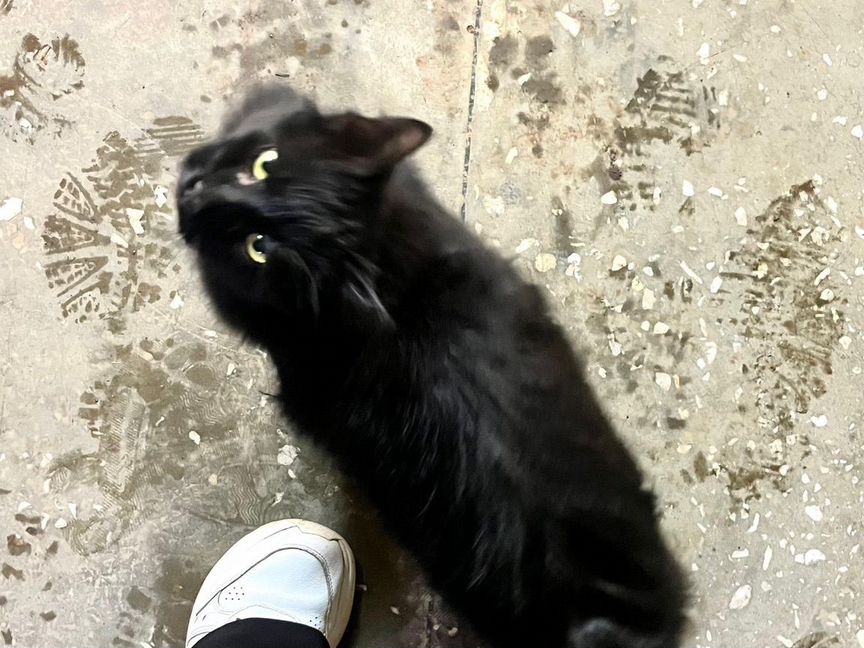 Кошечка бездомная
