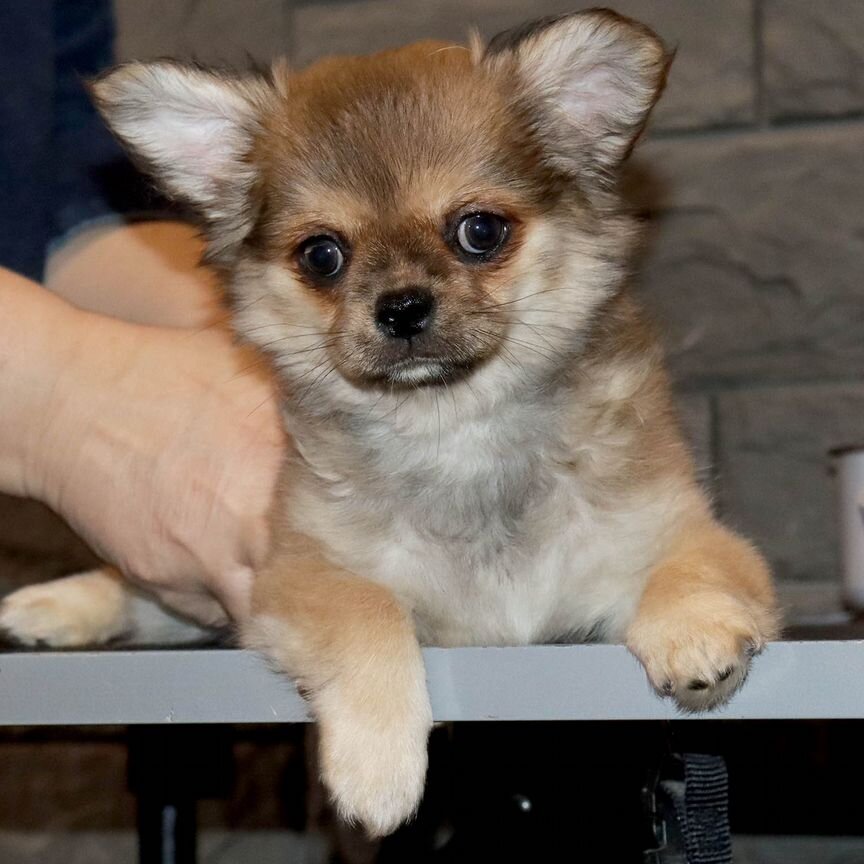 Золотая плюшечка Чиxуaxуa с доставкой и видео