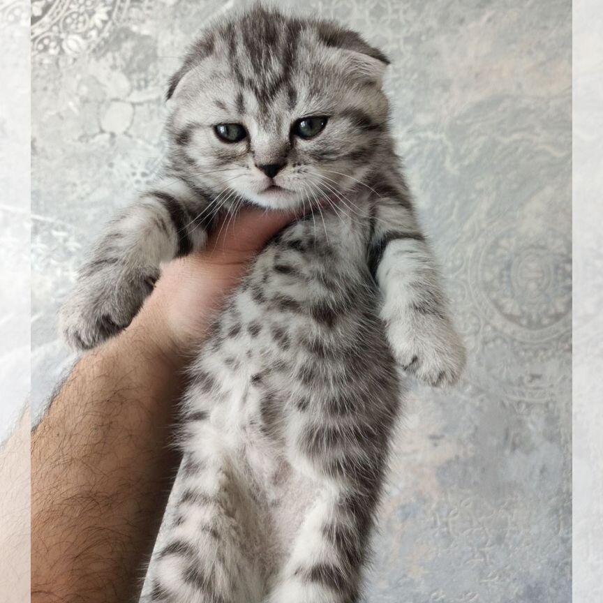 Шотландский вислоухий короткошёрстный котёнок