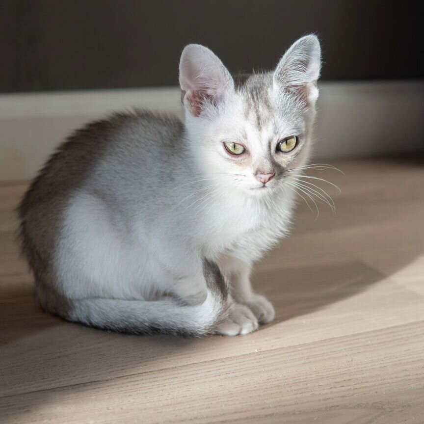 Котята бурмиллы