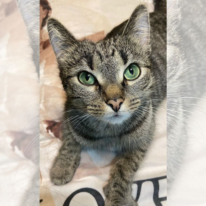 Кошка кот
