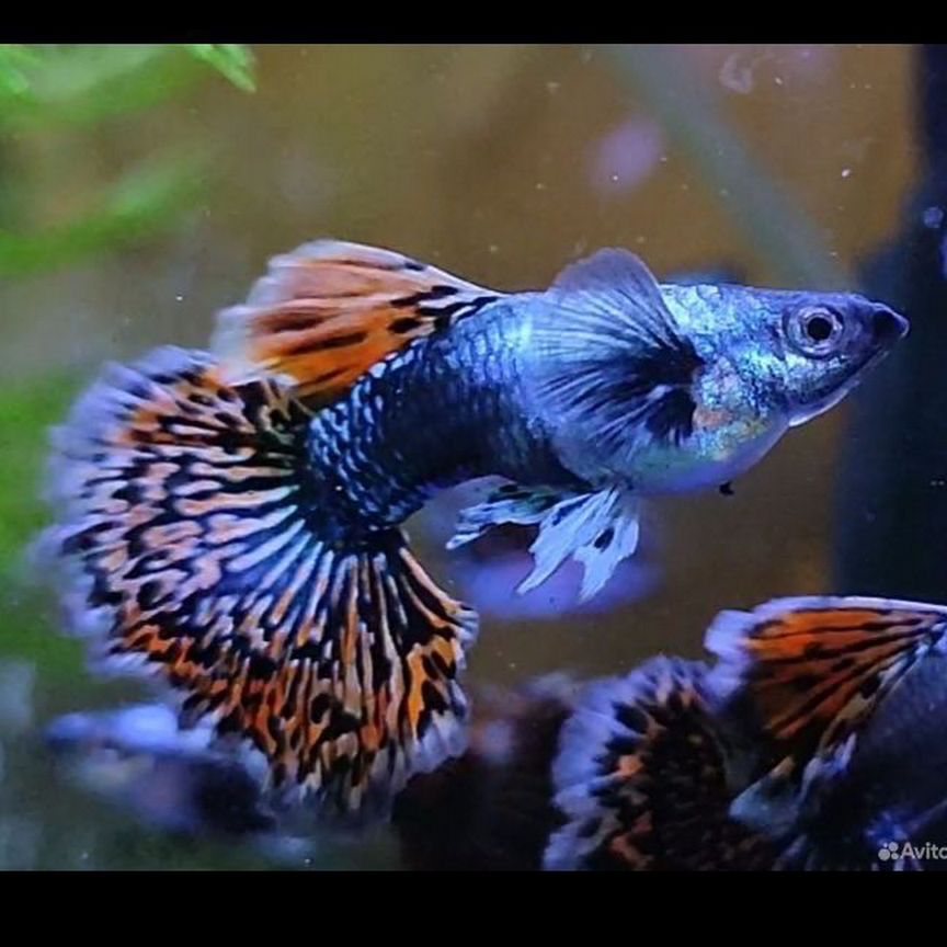 Гуппи чистая линия