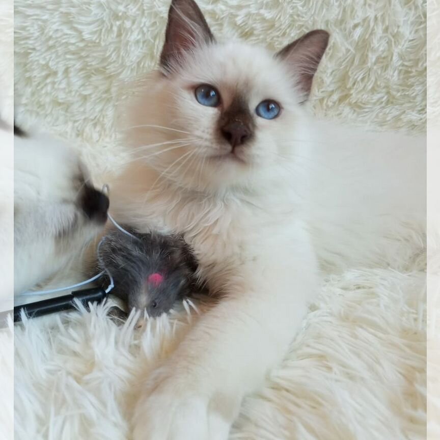 Священная бирма-мальчик