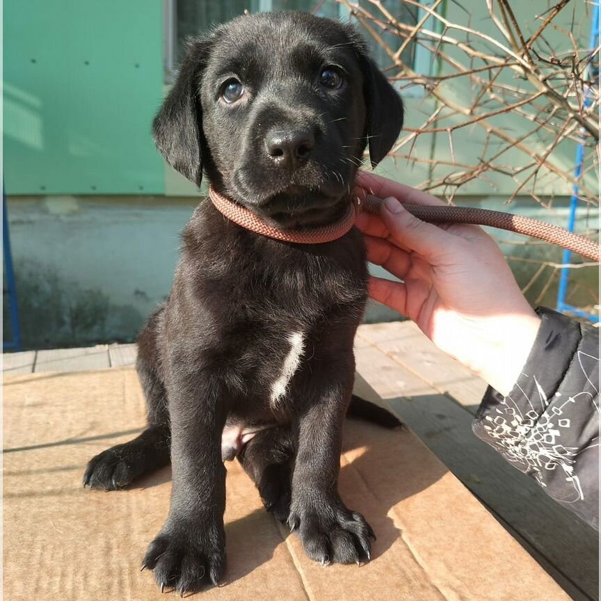 Щенок в добрые руки бесплатно