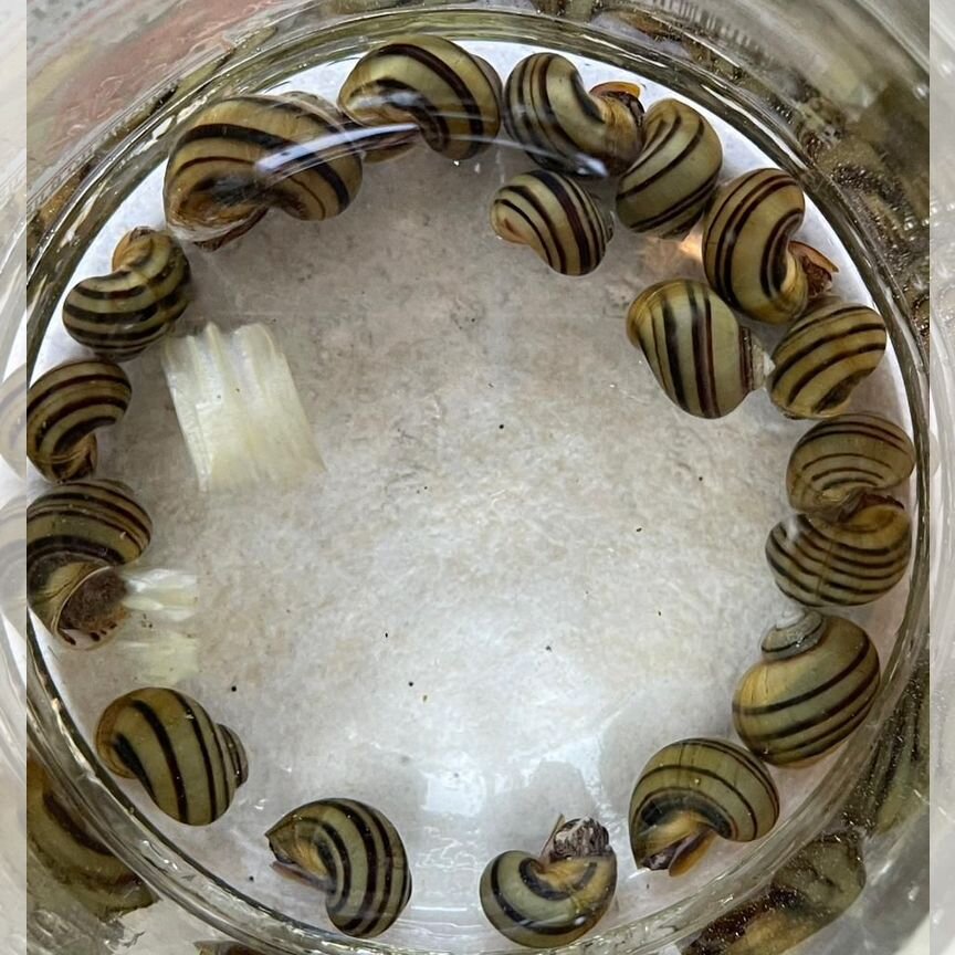 Улитки Спикси