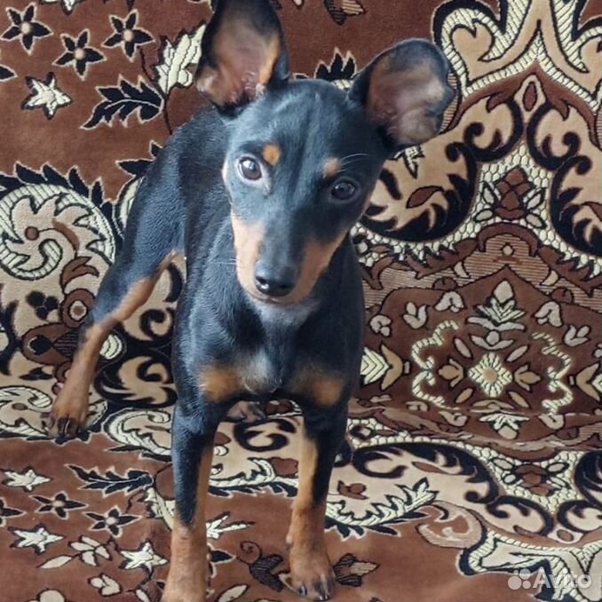 Цвергпинчер девочка 5 месяцев, продам