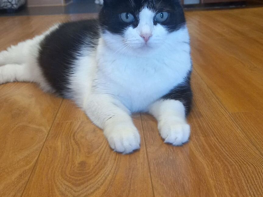 Плюшевая киса ищет любящих хозяев