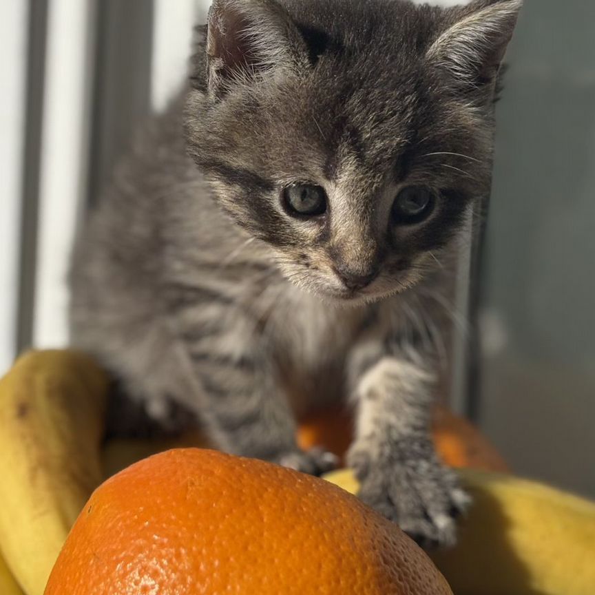 Котенок в поиске дома