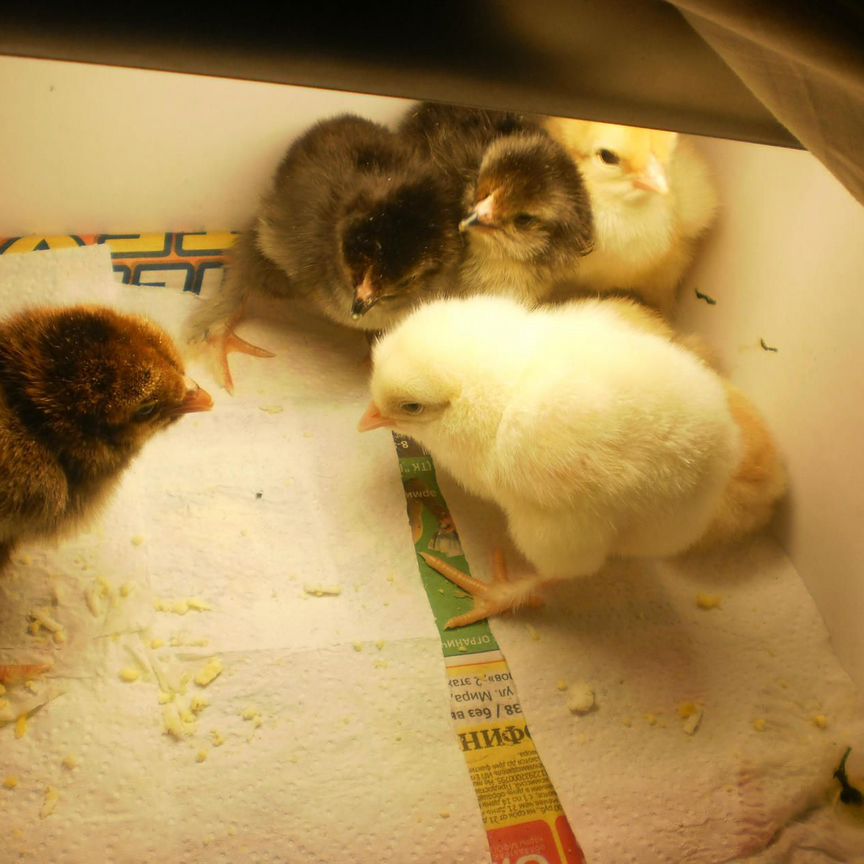 Продам цыплят бройлерных подросших