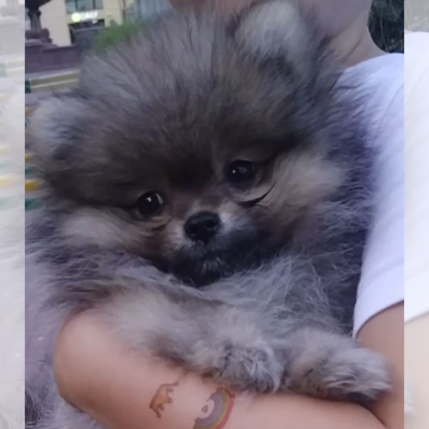 Померанский шпиц, мальчиш