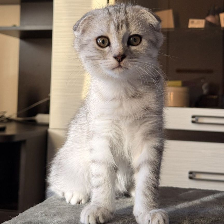 Шотландский вислоухий короткошёрстный котёнок