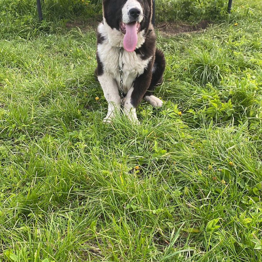 Гампр, щенок