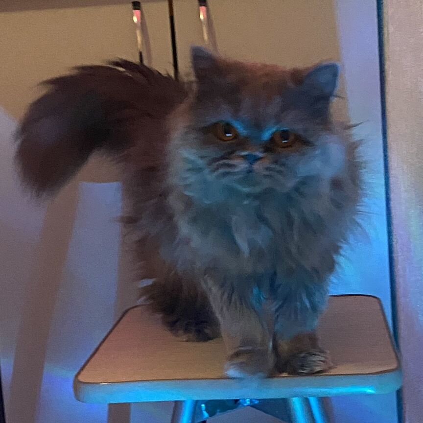 Кошечка коротколапик в добрые руки