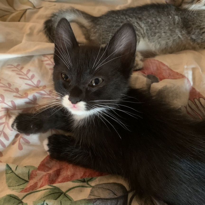 Кошка