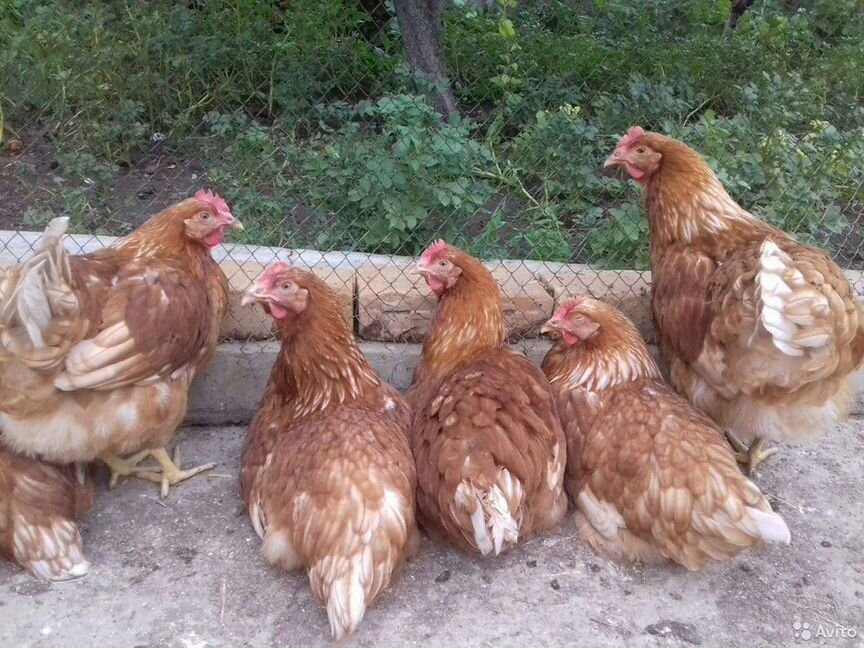 Домашние курочки
