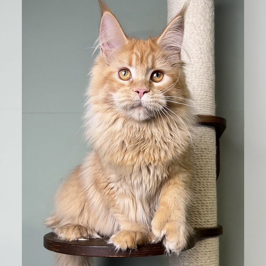 Мейн-кун котёнок