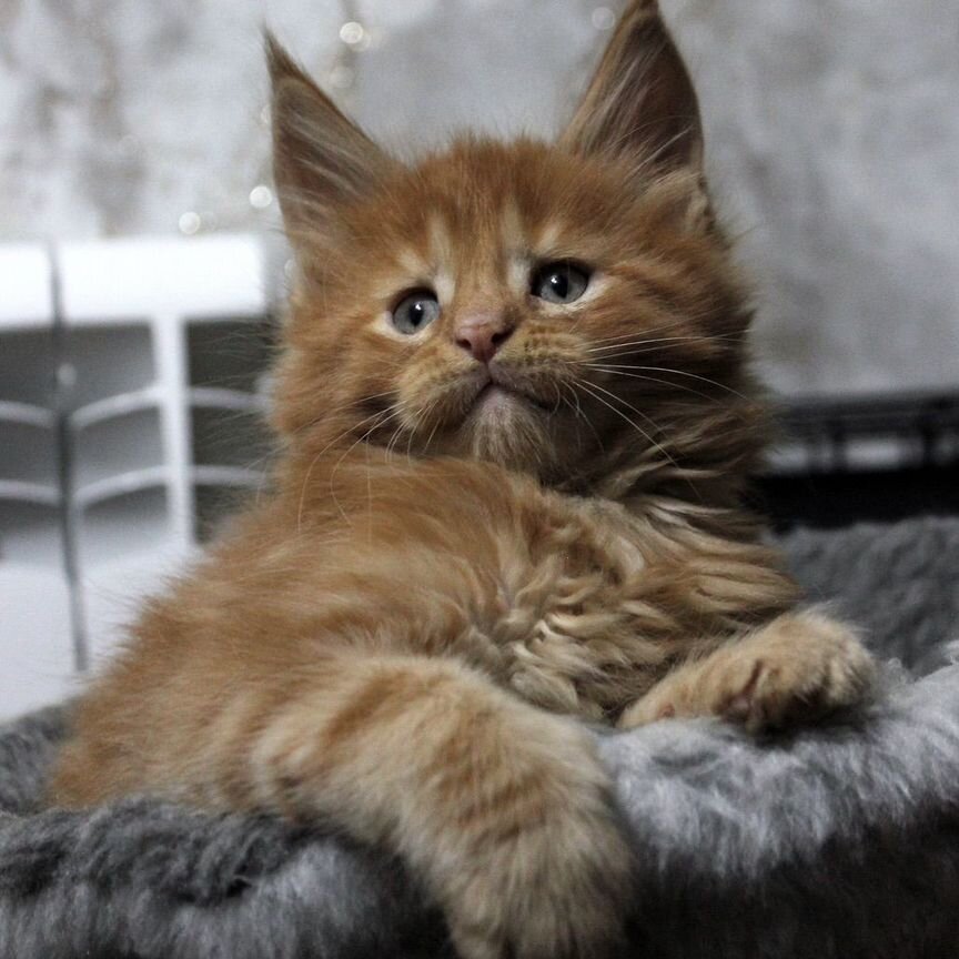 Мейн-кун Пряник