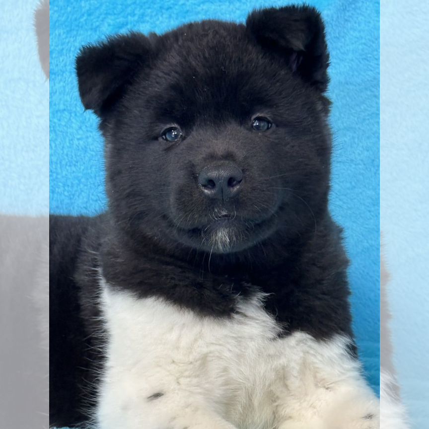 Американская акита мальчик