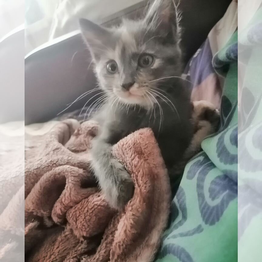 Кошка Соня