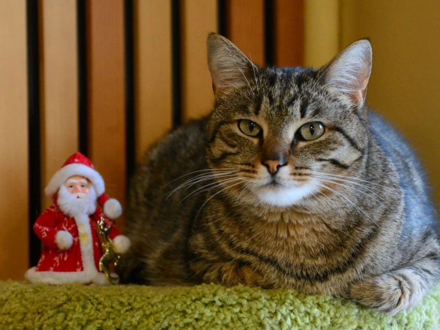 Николь в добрые ручки