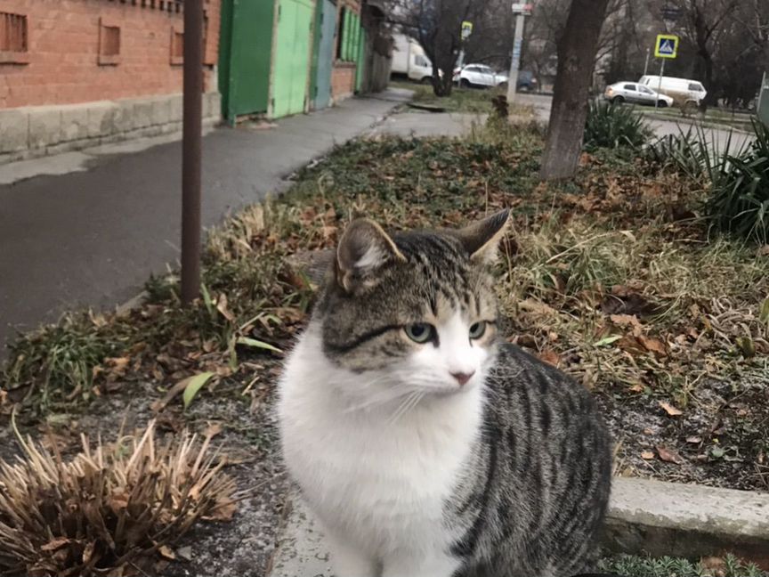 Возьмите котика домой