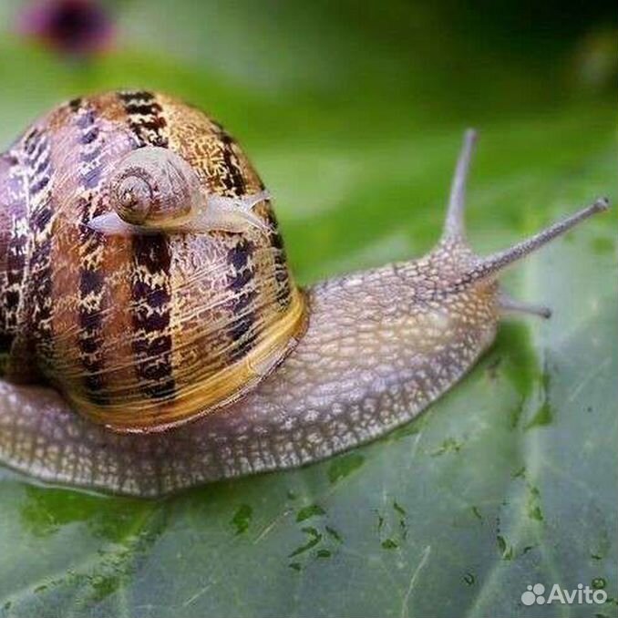 Улитки садовые