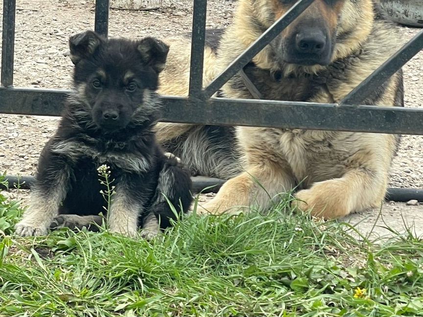 Немецкая овчарка и восточно европейская овчарка