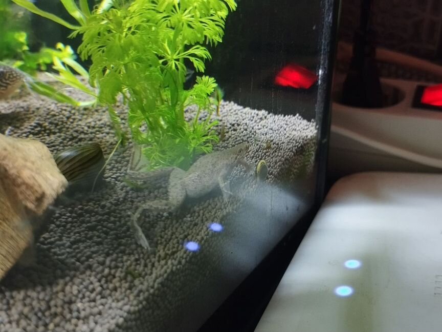 Шпорцевая лягушка